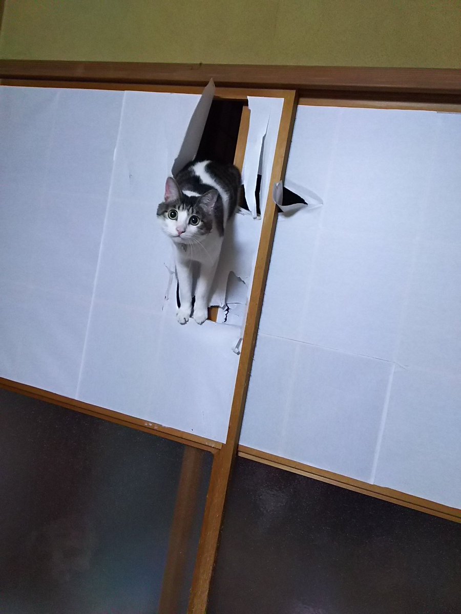 Cat crashes through sliding paper door and right into the internet’s ...