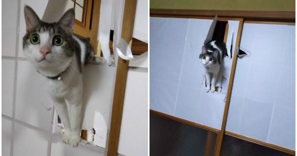 Cat crashes through sliding paper door and right into the internet’s ...