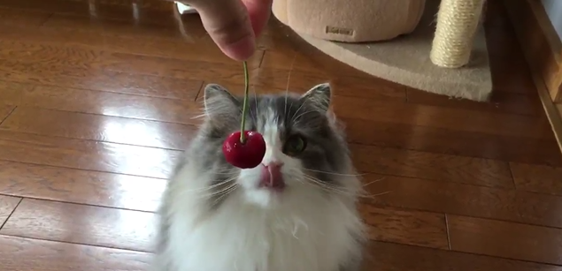 Video of Japanese cat touching a cherry is a heart-melting example of ...