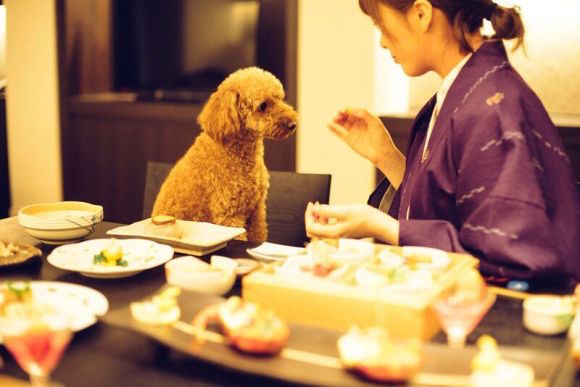 Japanese “Exorcism Holiday Plan” for dogs helps rid them of bad spirits ...