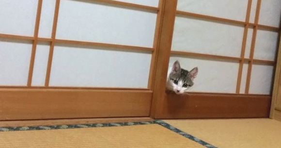 Cute cat surprises owner with ability to walk through walls ...