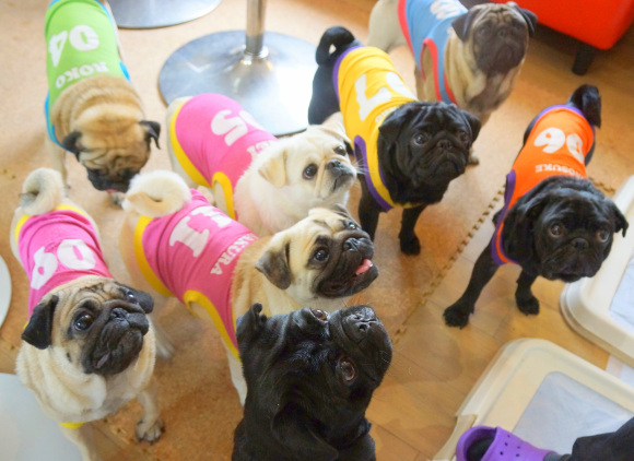 Kyoto’s Living Room pug café lets all the dogs out【Photos】 | SoraNews24 ...