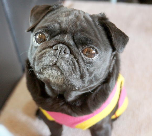 Kyoto’s Living Room pug café lets all the dogs out【Photos】 | SoraNews24 ...
