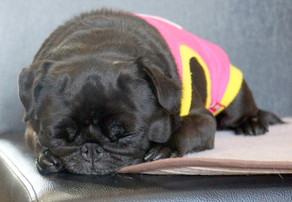 Kyoto’s Living Room pug café lets all the dogs out【Photos】 | SoraNews24 ...