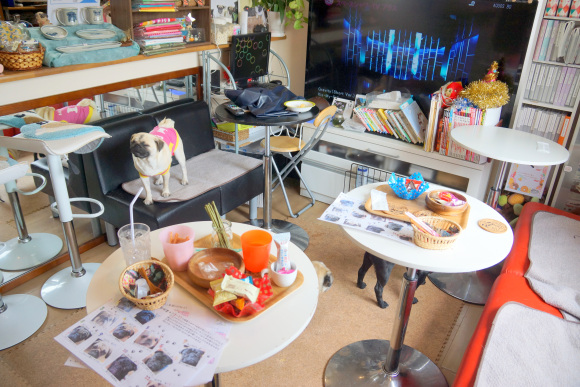Kyoto’s Living Room pug café lets all the dogs out【Photos】 | SoraNews24 ...