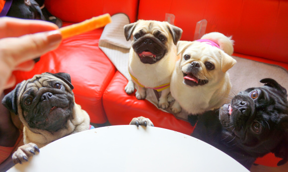 Kyoto’s Living Room pug café lets all the dogs out【Photos】 | SoraNews24 ...