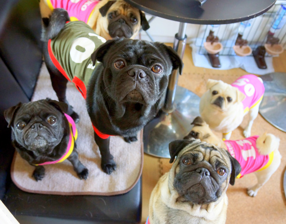 Kyoto’s Living Room pug café lets all the dogs out【Photos】 | SoraNews24 ...