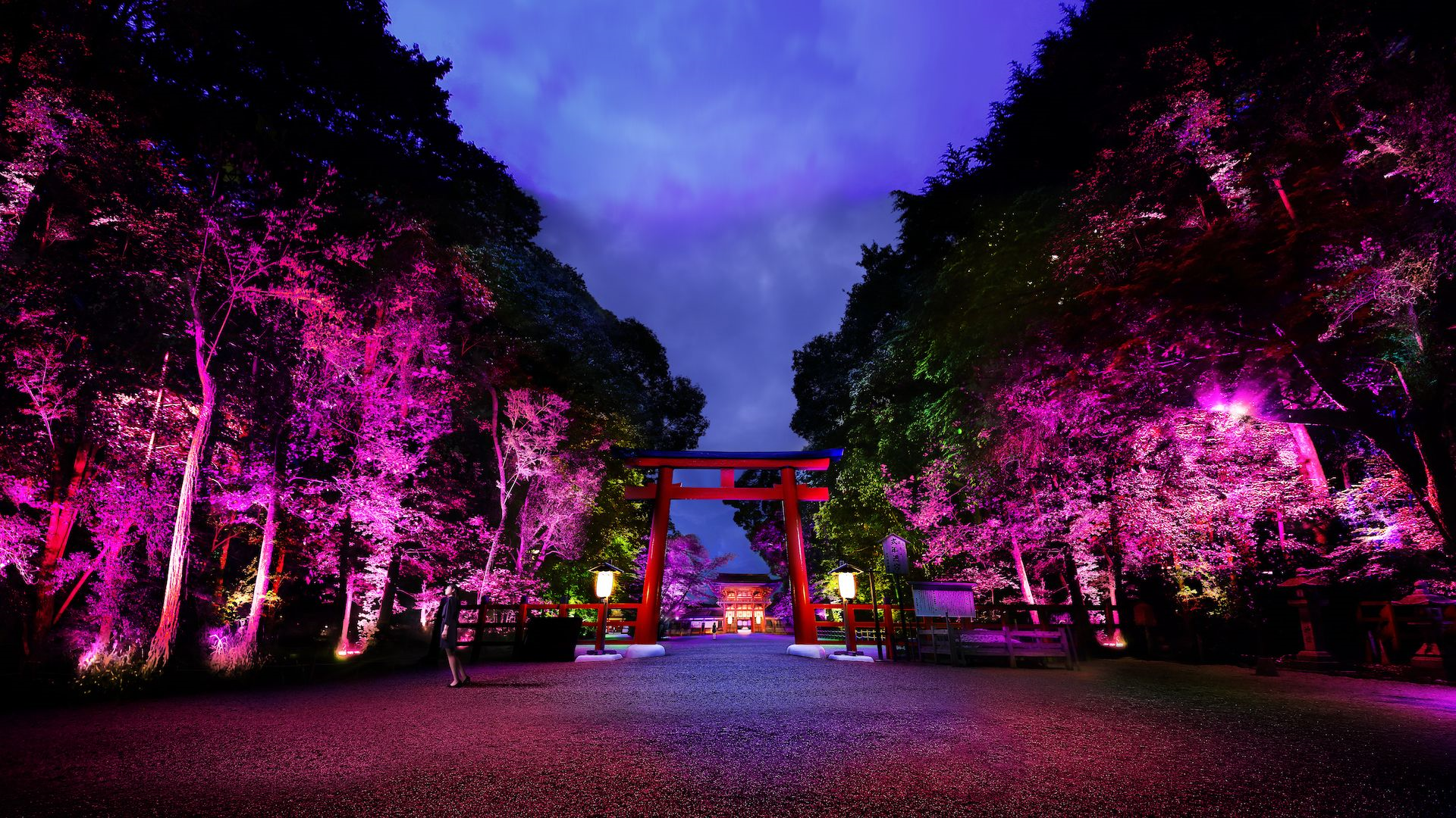 Kyoto’s primeval forest to come to life in beautiful interactive light ...