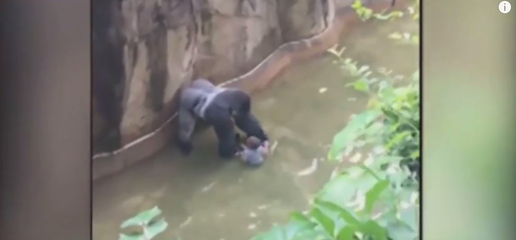 Japanese Netizens weigh in on Cincinnati Zoo’s killing of Harambe the ...
