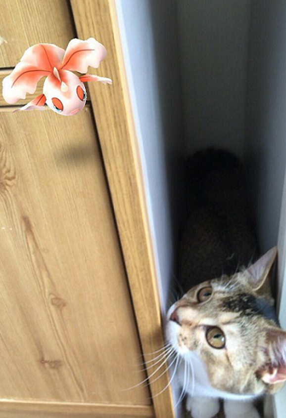 Cat blows everyone’s minds by looking at goldfish character in Pokémon ...