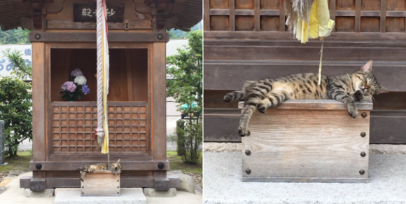 Cute cat shows us how to bow in apology, Japanese style【Video ...