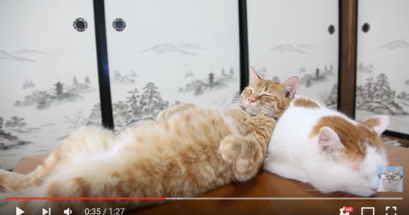 Japanese kitty shows us that a cat pillow is a critical component of a ...