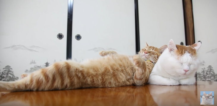 Japanese kitty shows us that a cat pillow is a critical component of a ...