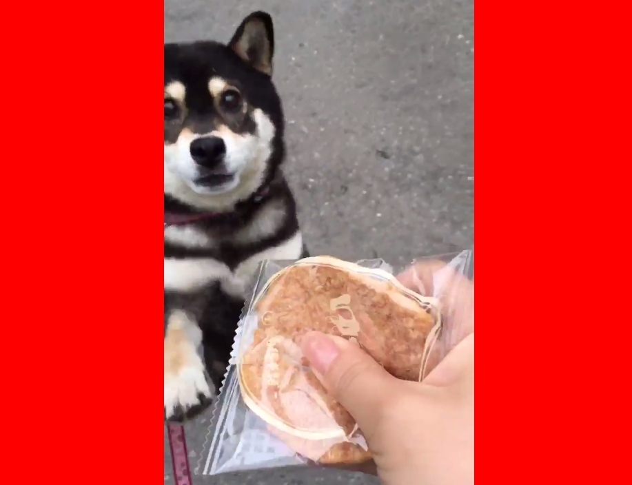 Cute Shiba Inu goes in for a shampoo, struts out with half her hair and ...