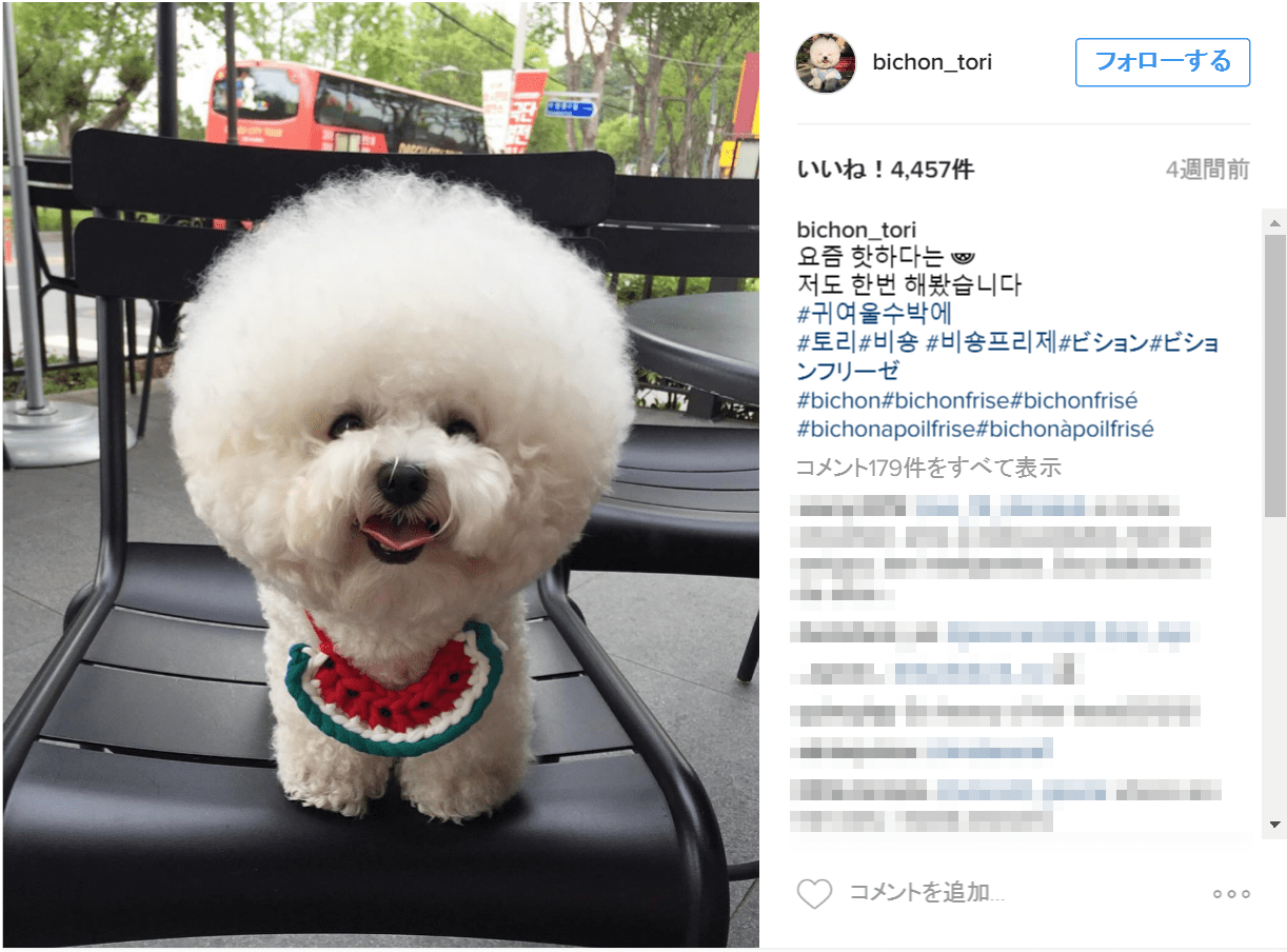 Tag: Bichon Frise | SoraNews24 —Japan News—