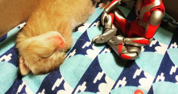 Ultraman pictures prove he protects everyone, humans and furry kitties ...