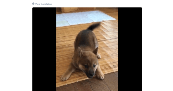 Adorable Japanese Shiba Inu dog looks like he’s trying out for a part ...