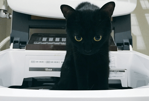 Move over, Grumpy Cat, you’ve got competition in Japan! | SoraNews24 ...