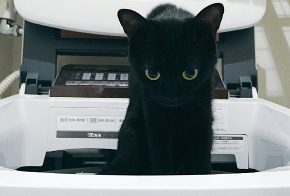 Move over, Grumpy Cat, you’ve got competition in Japan! | SoraNews24 ...