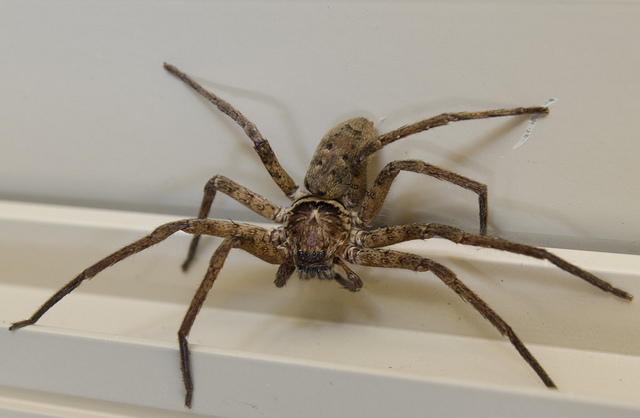 W.T.F. Japan: Top 5 creepiest Japanese insects 【Weird Top Five ...