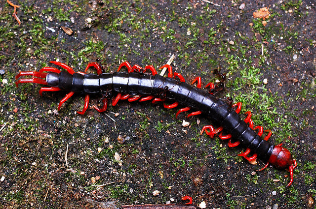 W.T.F. Japan: Top 5 creepiest Japanese insects 【Weird Top Five ...