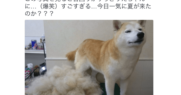 Cute Shiba Inu goes in for a shampoo, struts out with half her hair and ...