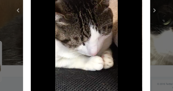 Cute cat shows us how to bow in apology, Japanese style【Video ...