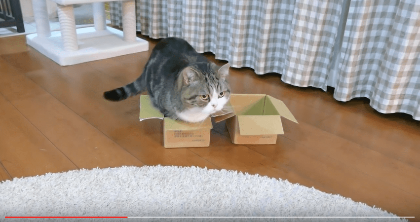 Japanese cat Maru faces biggest dilemma yet: which tiny brown box to ...