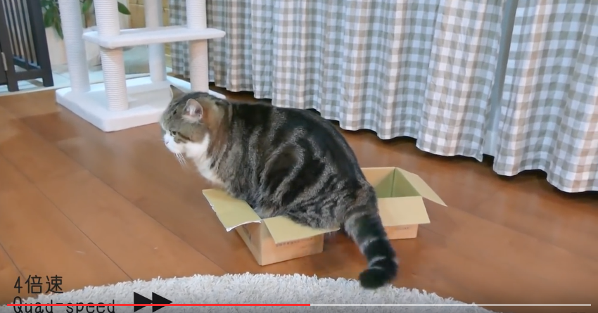 Japanese cat Maru faces biggest dilemma yet: which tiny brown box to ...