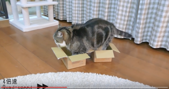 Japanese cat Maru faces biggest dilemma yet: which tiny brown box to ...