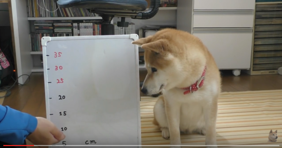 Cute Japanese Shiba Inu joins in adorable “Handshaking Championship ...