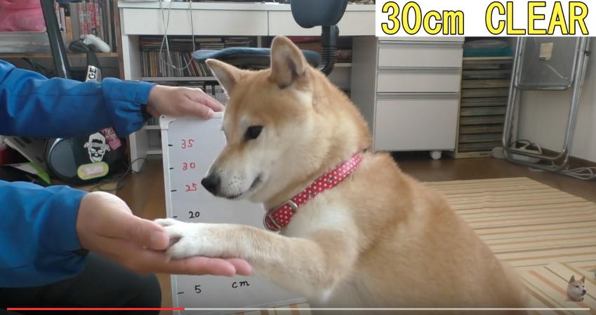Cute Japanese Shiba Inu joins in adorable “Handshaking Championship ...