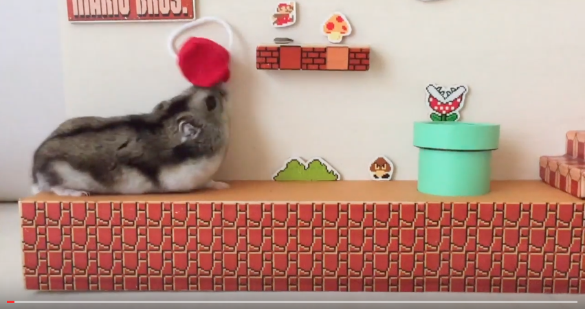 Hamster clears Mario level, earns maximum points for cuteness ...