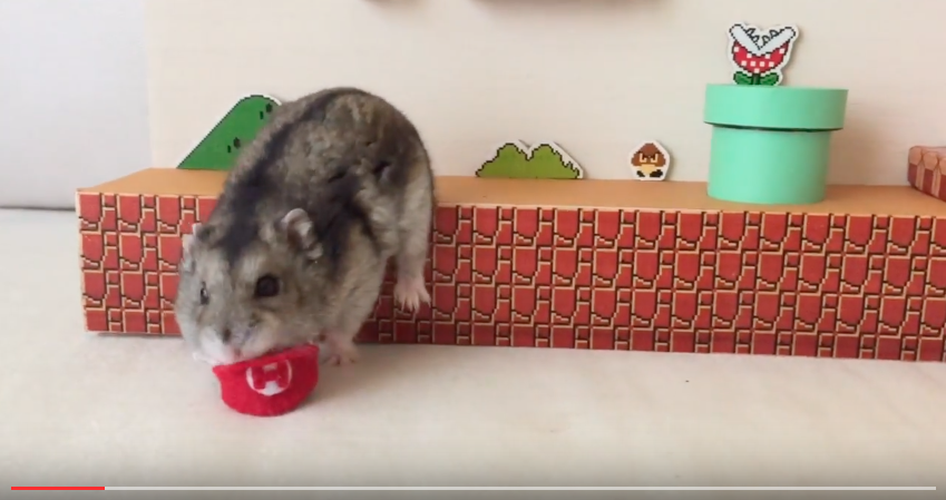 Hamster clears Mario level, earns maximum points for cuteness ...