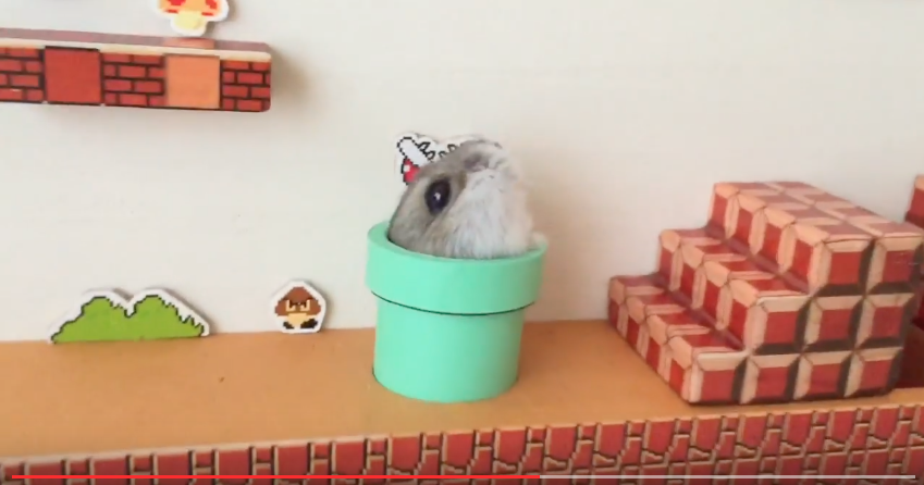 Hamster clears Mario level, earns maximum points for cuteness ...