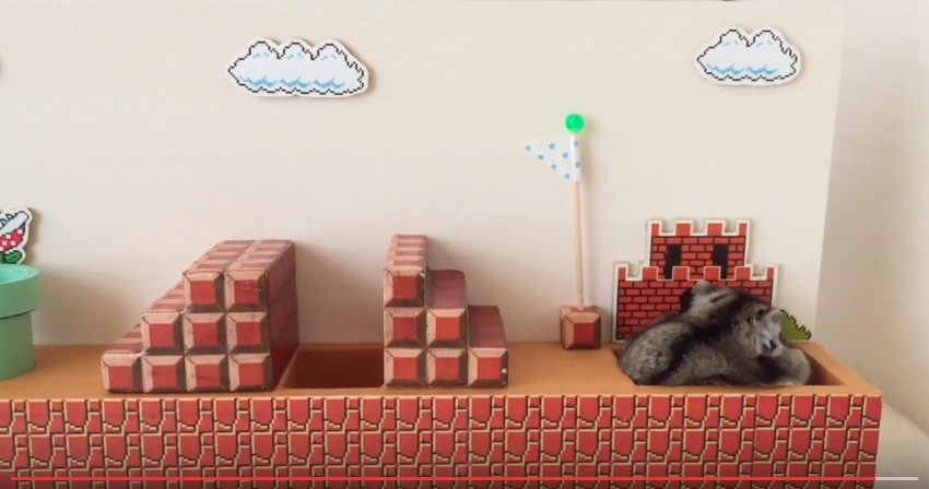 Hamster clears Mario level, earns maximum points for cuteness ...