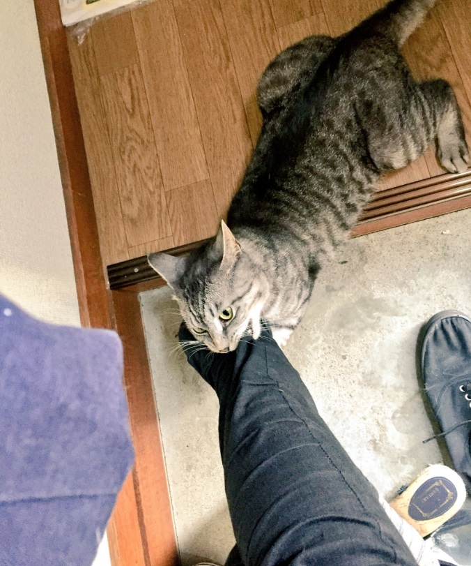 Cute cat reeeeeally doesn’t want his person to leave for work【Photos ...