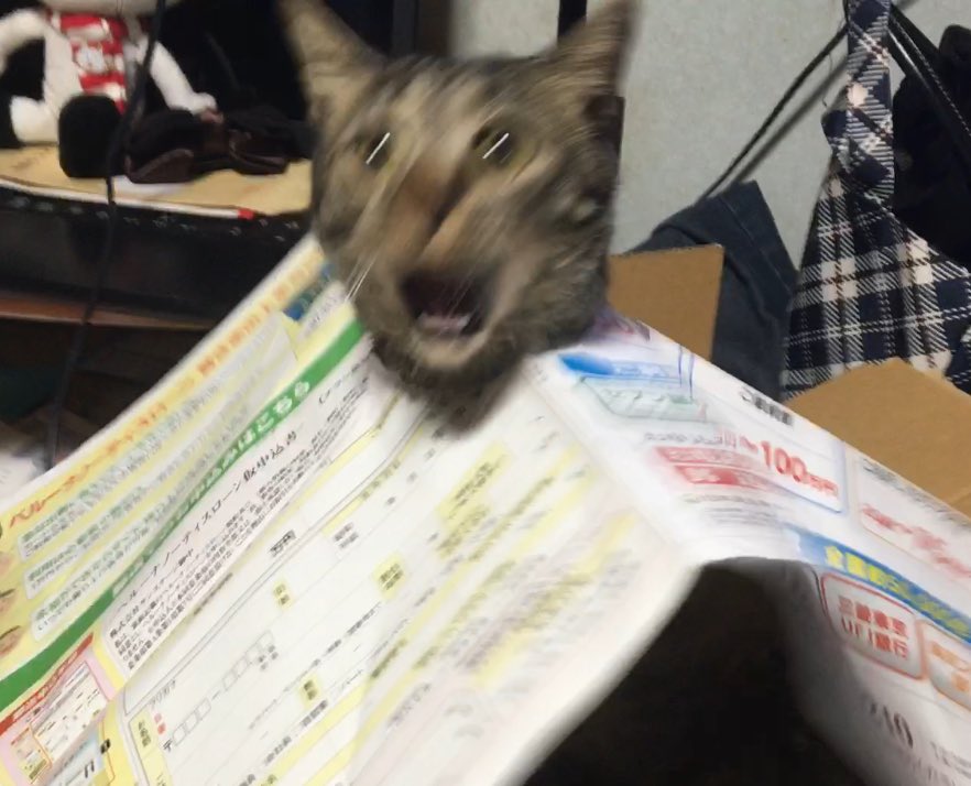 “Oh hello there, human!” Cute cat peeking through paper turns ...