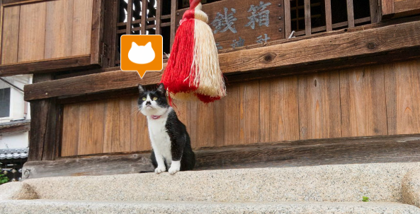 Japan’s Cat Street View is back with another virtual meet-and-greet ...