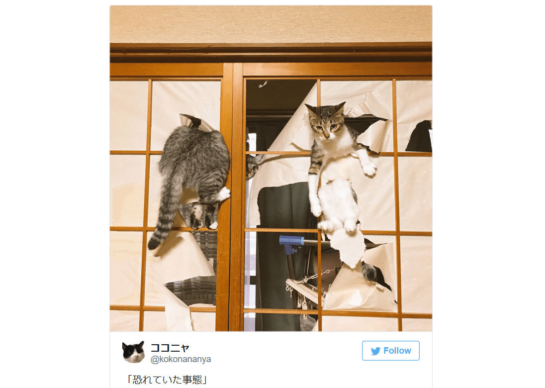 Traditional Japanese architecture proves too irresistible for curious ...