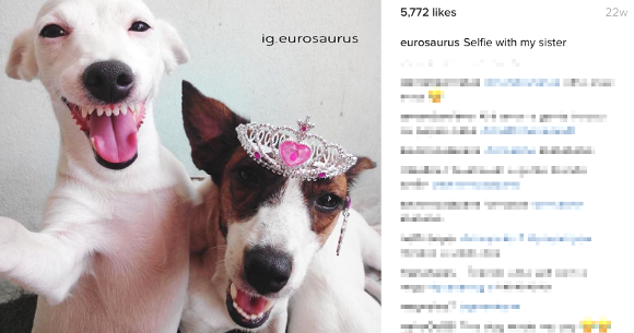 Smiley Jack Russell from Thailand is one of the cutest dogs on ...