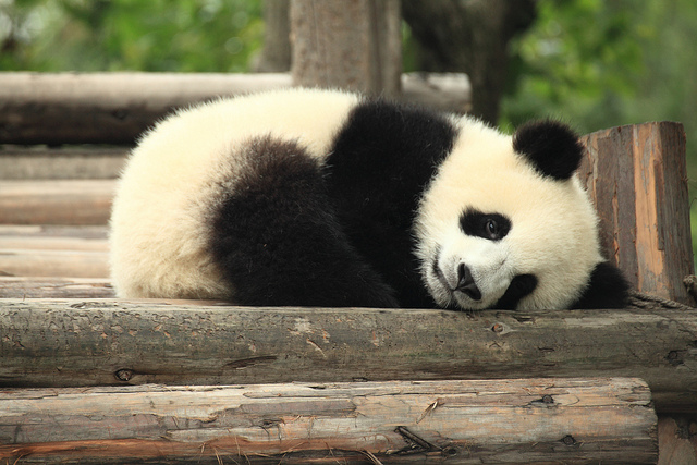 Ueno Park’s panda bread is just as warm, fluffy and cute as the pandas ...