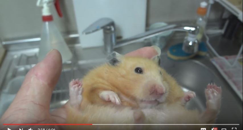 “It’s nuts!” Hamster’s tooth trimming turns into surprising magic act ...