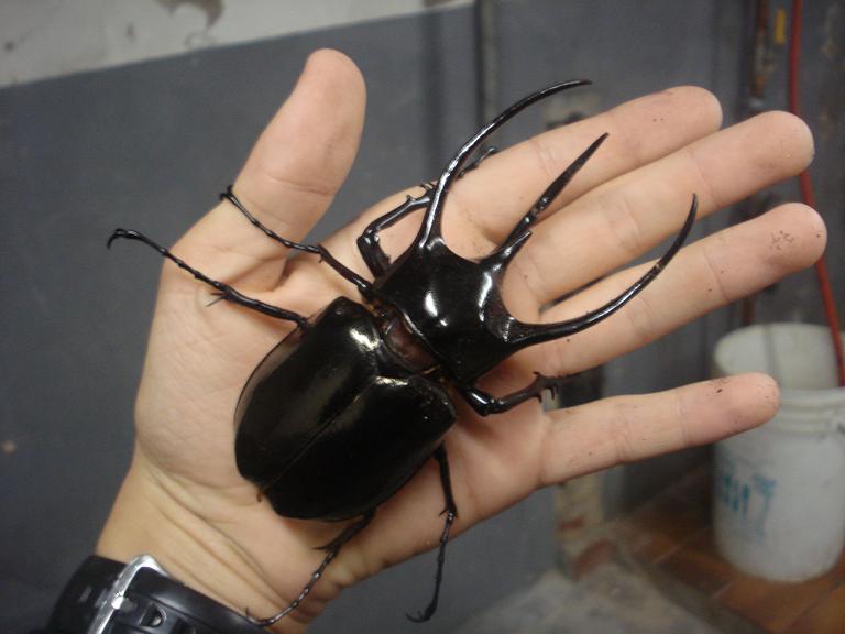 W.T.F. Japan: Top 5 Japanese pet kabutomushi beetles 【Weird Top Five ...