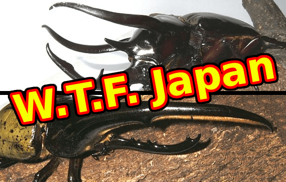 W.T.F. Japan: Top 5 Japanese pet kabutomushi beetles 【Weird Top Five ...