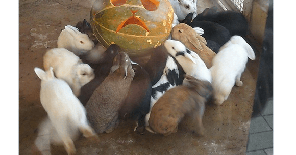 The fate of jack-o-lanterns in Japan: to be adorably devoured by a ...