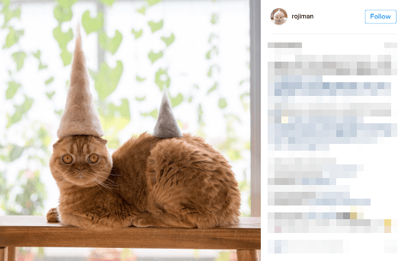 Vietnam’s cutest fishmonger is a swanky cat, drives a hard bargain with ...