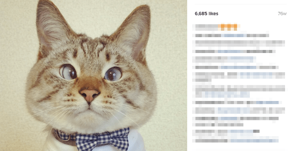 Cute cross-eyed cat from Japan gains admirers from around the world ...