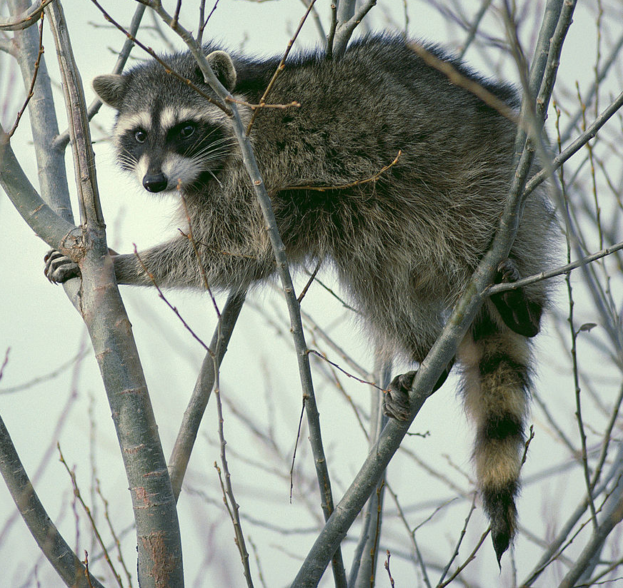 How to tell a Japanese tanuki apart from a regular raccoon | SoraNews24 ...
