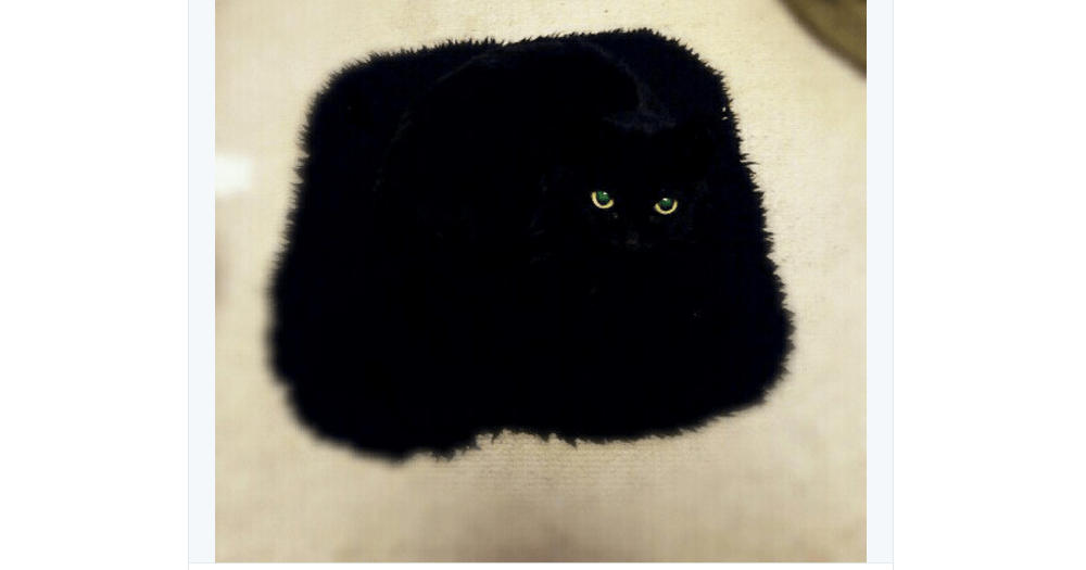 Japanese cat owner stuns Internet with photo of seemingly square kitty ...